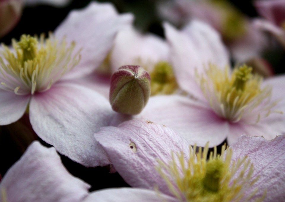 Budding... | HoliDent | Blipfoto