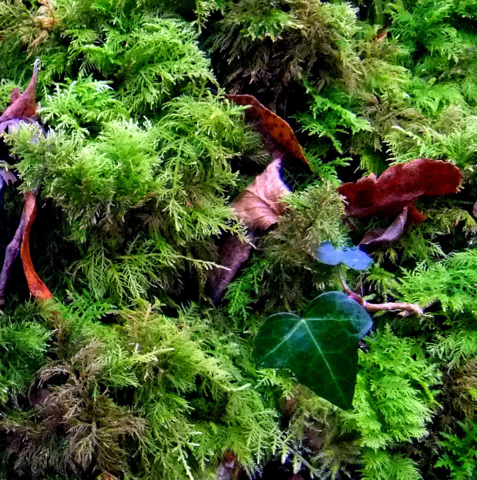 Gathering moss | ceridwen | Blipfoto