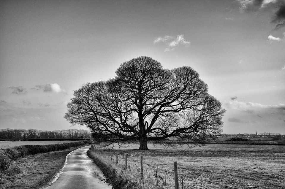 My Perfect Tree | RuralDave | Blipfoto
