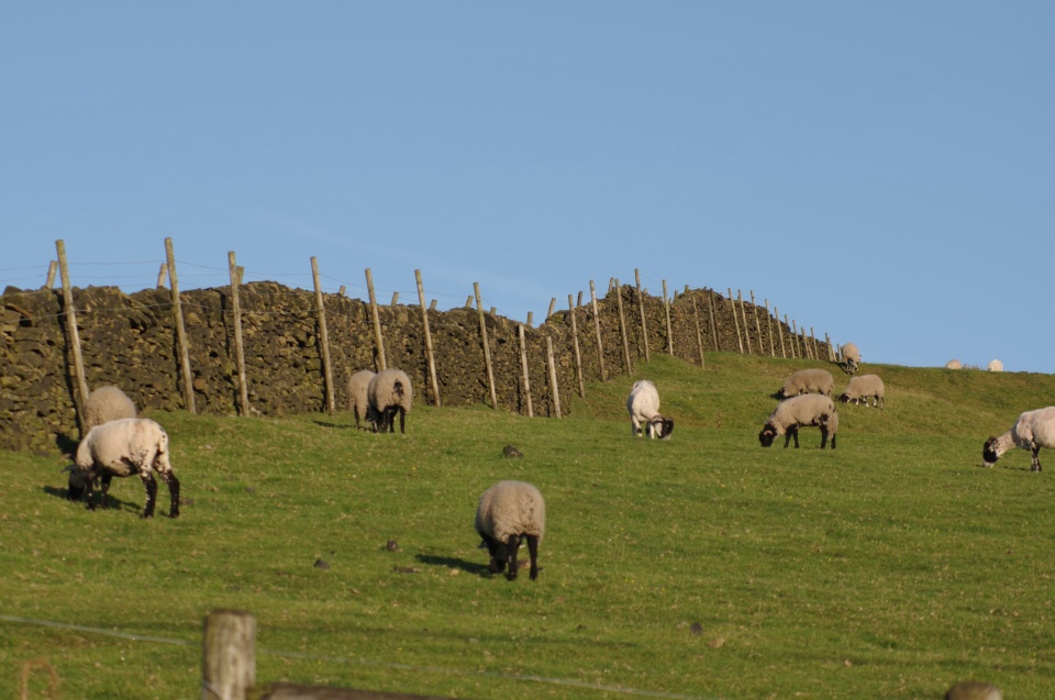Sheep in the sunshine | VitalSparks | Blipfoto