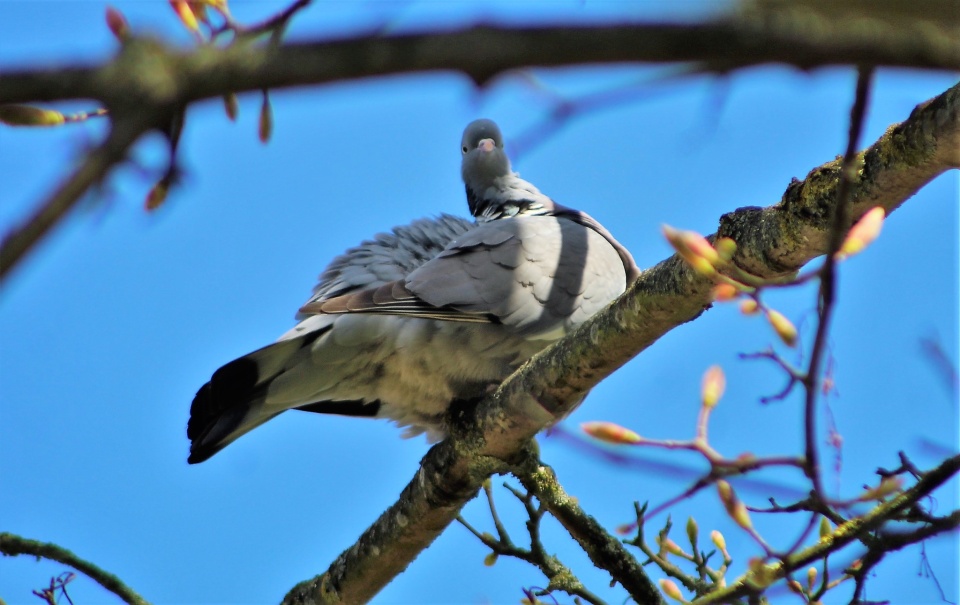 Wood Pigeon | monkey | Blipfoto