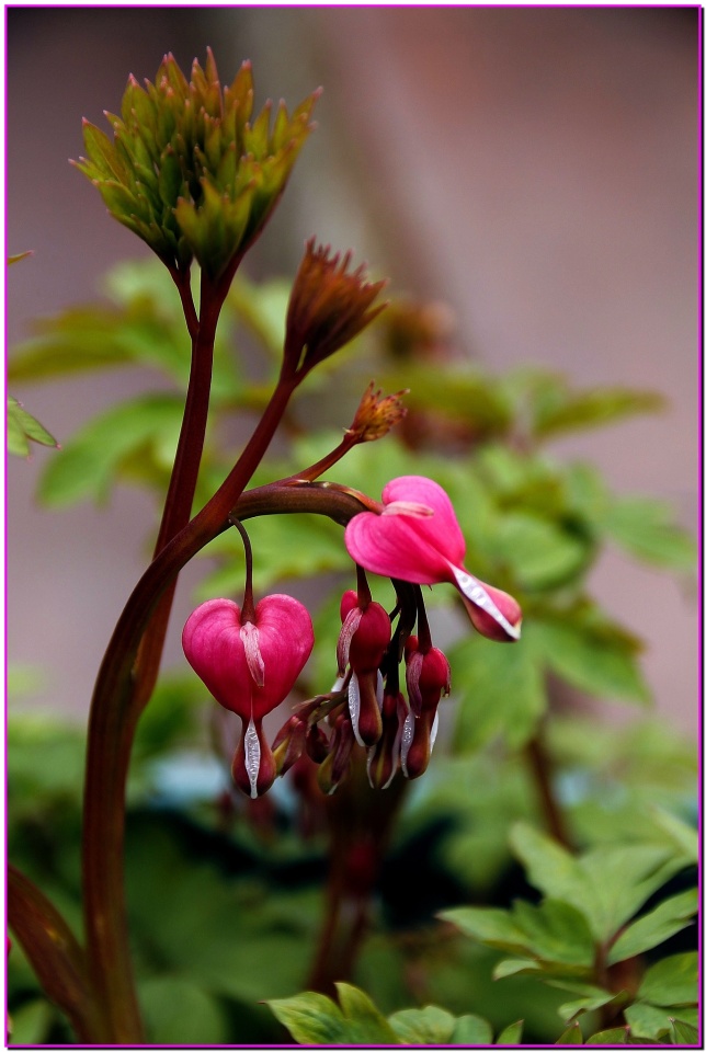 BLEEDING HEARTS, | sunflower | Blipfoto