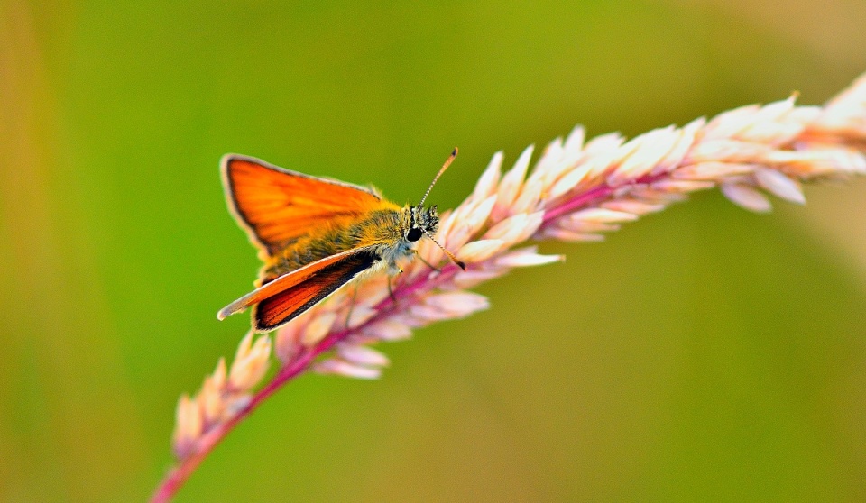 Mr Gold.......... | DRLP0306 | Blipfoto