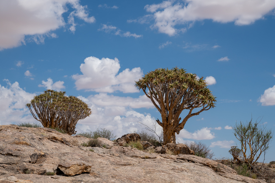 Namibia day 5 - Quiver trees | NickyR | Blipfoto