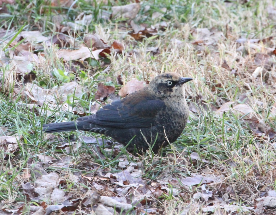Rusty Blackbird | Kimb | Blipfoto
