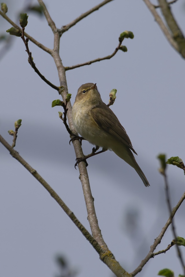 Morning Chiff Chaff | Incredibish | Blipfoto