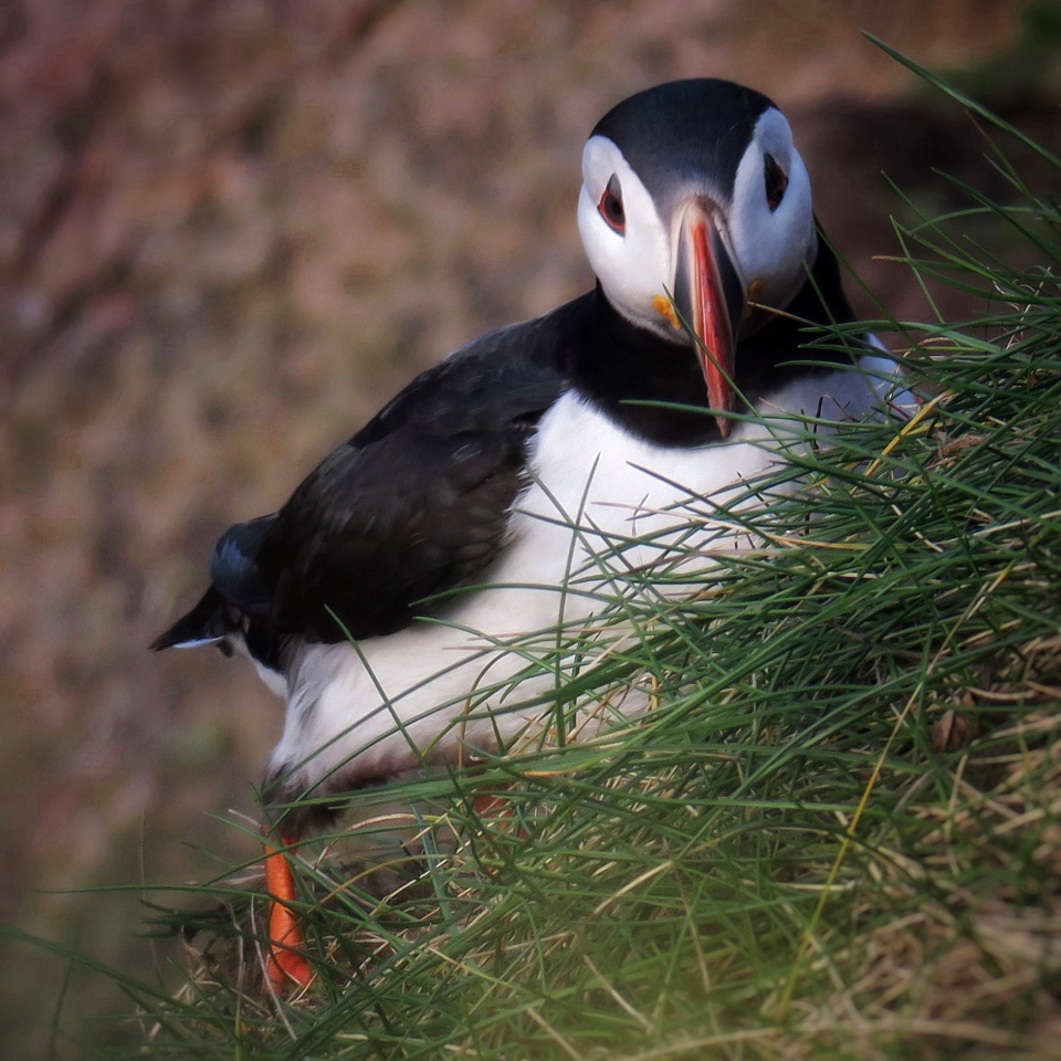 Puffin Hunt #3 | gallusboy | Blipfoto