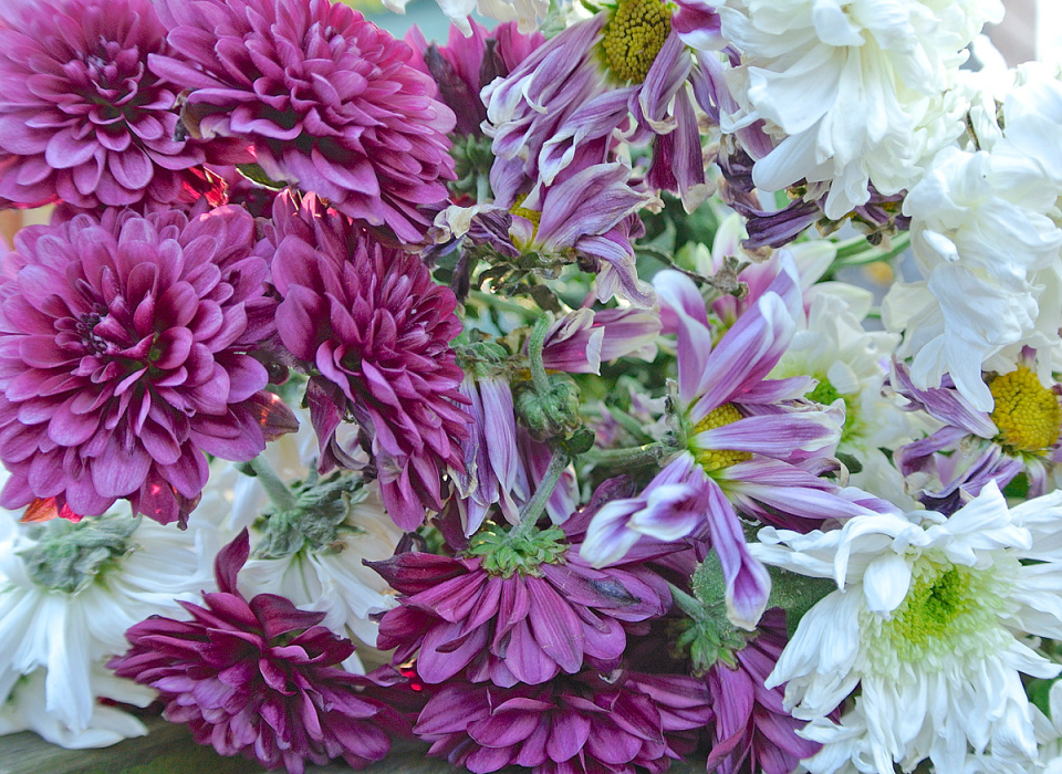 Past flowers | SiskinsPics | Blipfoto