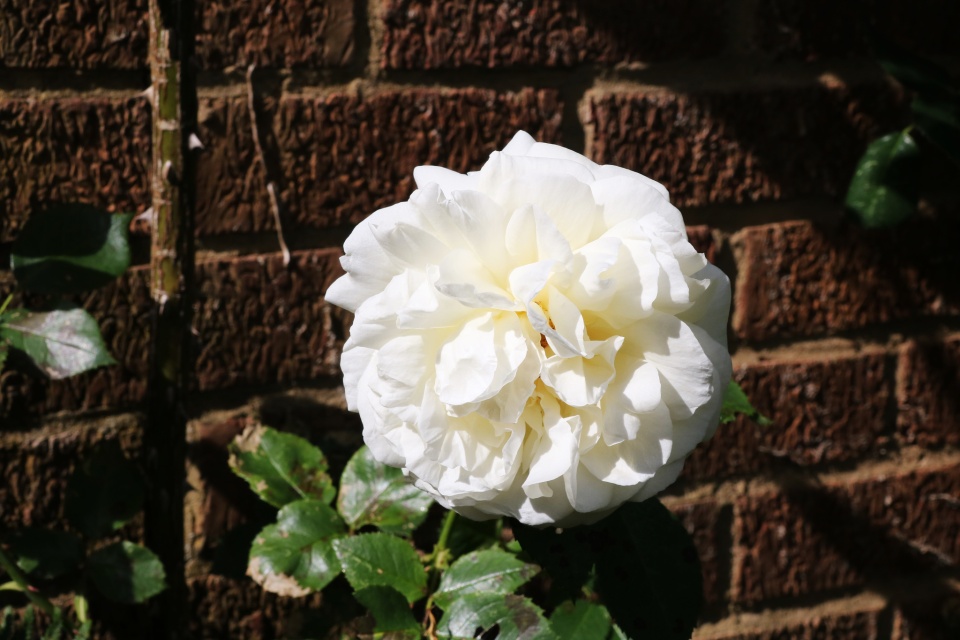 Glorious white rose | oeilduchat | Blipfoto