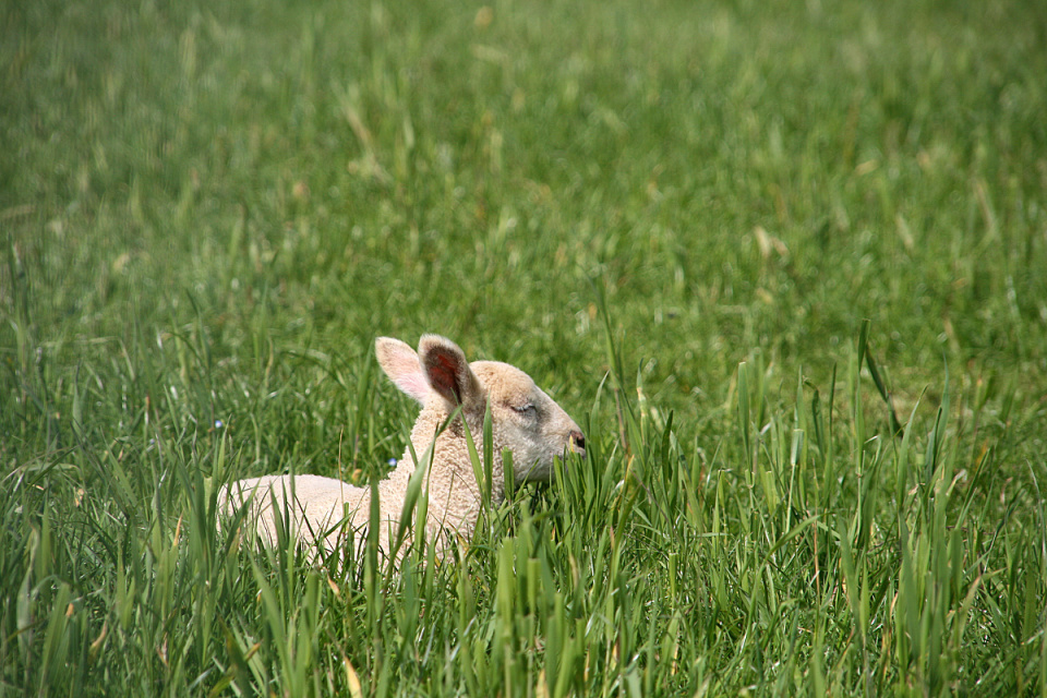 Sheepies | Twoees | Blipfoto