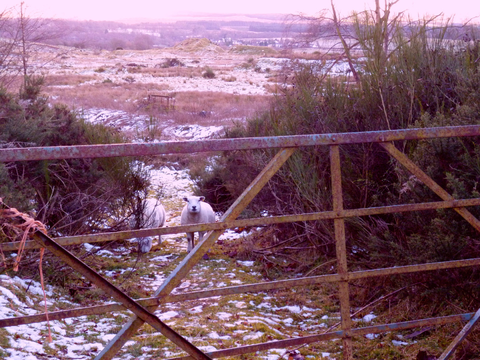 I see ewe! | Freuchie | Blipfoto
