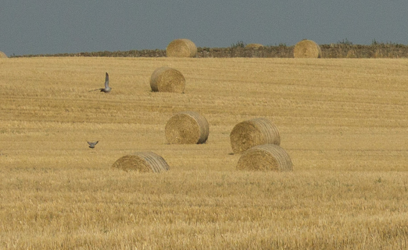 Hay bales & birds | KatKit | Blipfoto