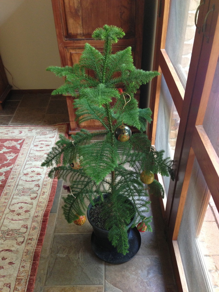 The Christmas tree controversy | jembwilliams | Blipfoto