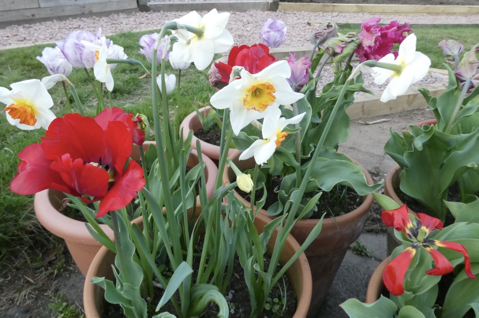 Spring colour | CherryR | Blipfoto