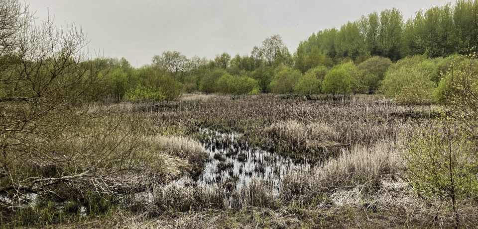 Boggy Bathgate Bull rush ponds | billthecat | Blipfoto