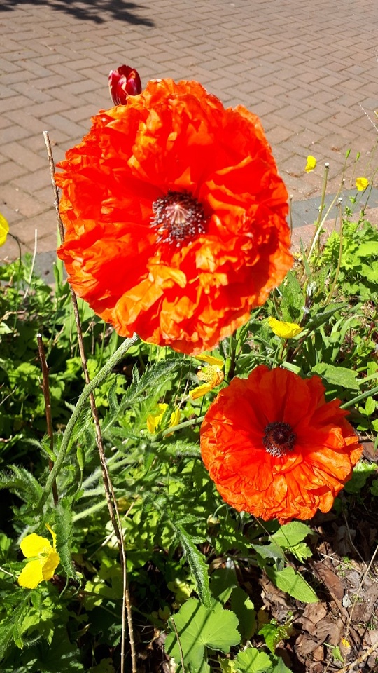 Hot tall poppies | mintlawquine | Blipfoto