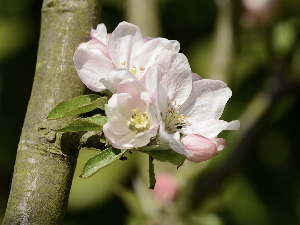 So pretty | Alison666 | Blipfoto