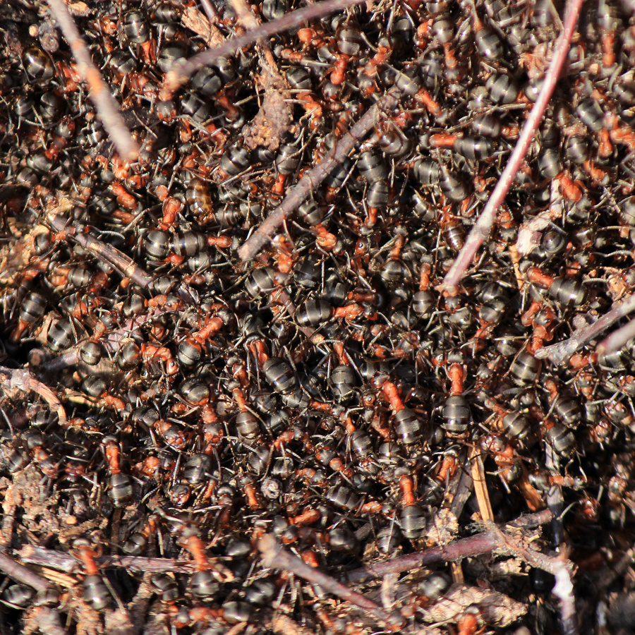 The Ant Squad | joesblips | Blipfoto