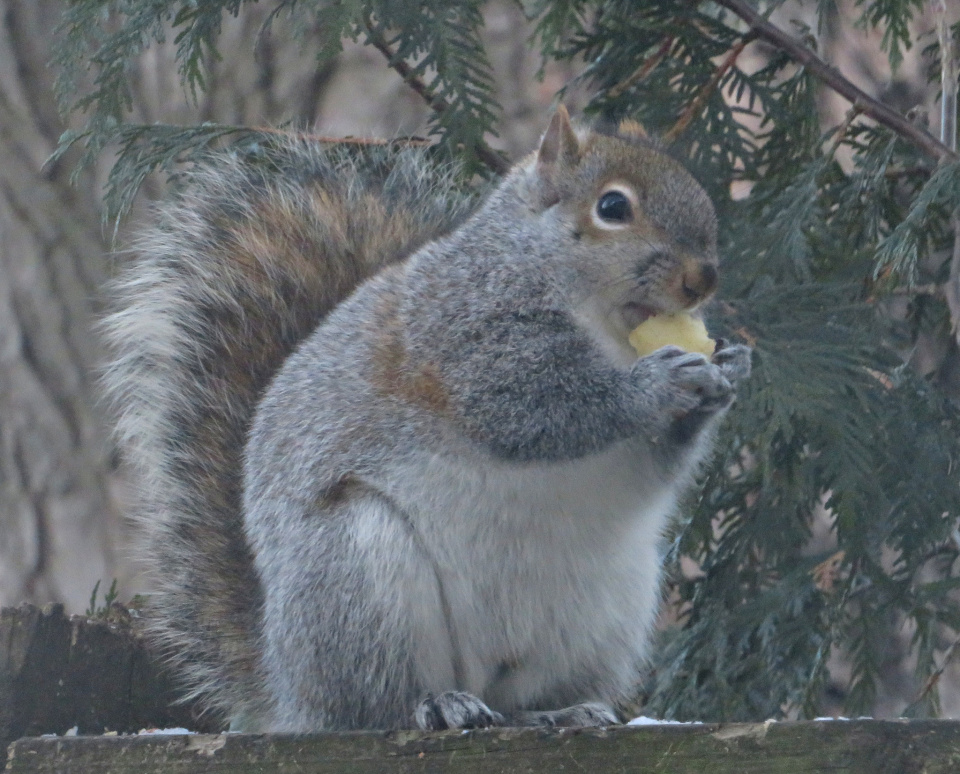 Happy Squirrel Friday | lindee | Blipfoto