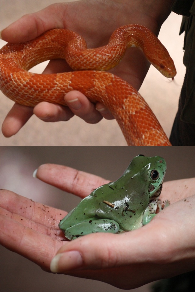 Corn Snake and Tree Frog. | Caffeinated | Blipfoto
