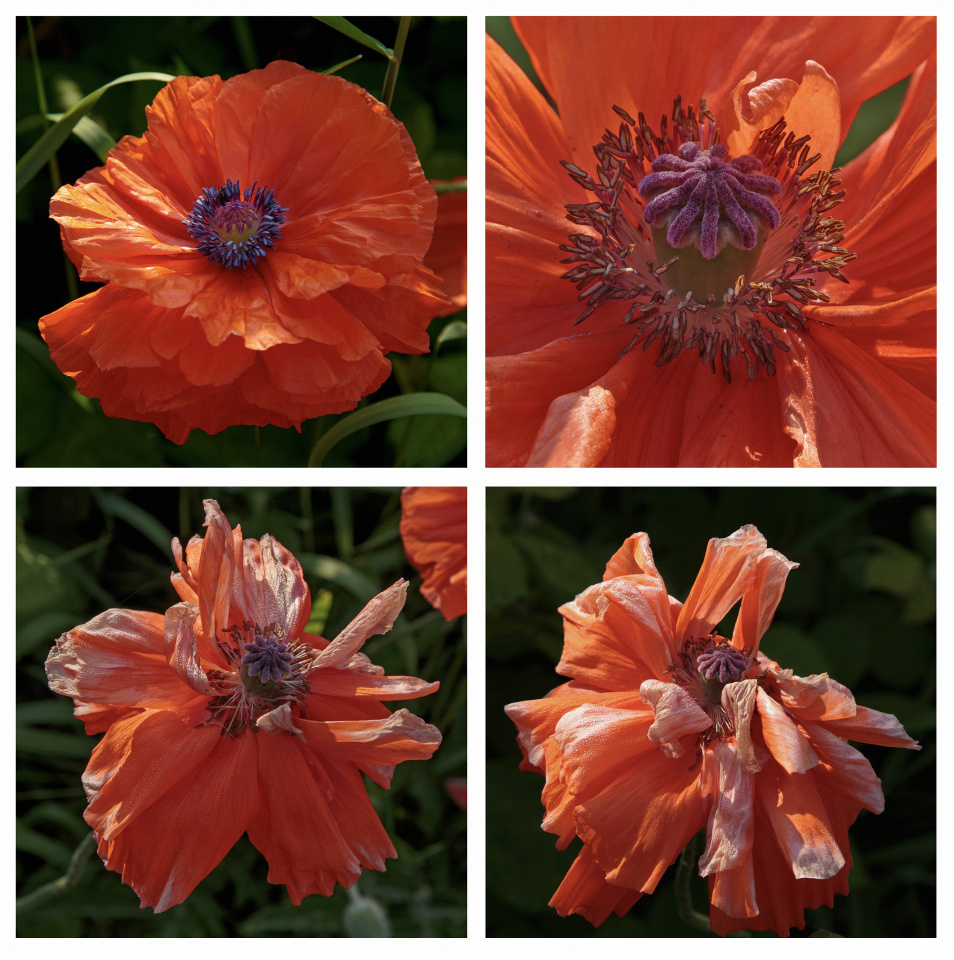 Stages of poppies | FotoPlay | Blipfoto