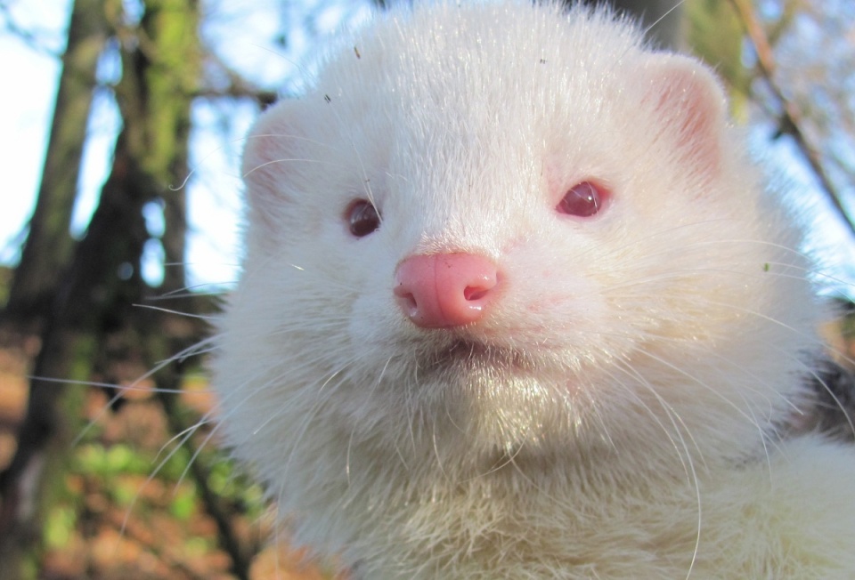 Fit like Quine? ..... A Cuddly Futret | Vikvet | Blipfoto