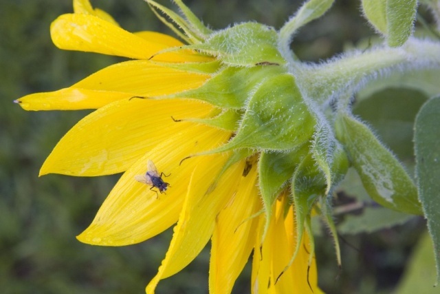 The Sun Fly | bugsman | Blipfoto