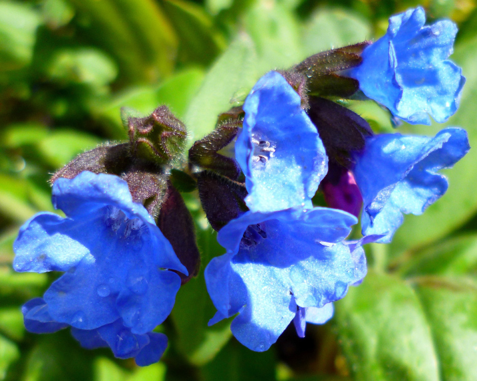 Blue flowers | Freuchie | Blipfoto