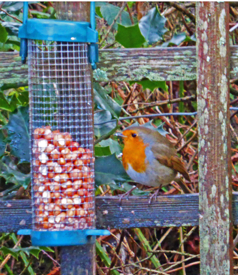 Pretty Robin... | Lyns | Blipfoto