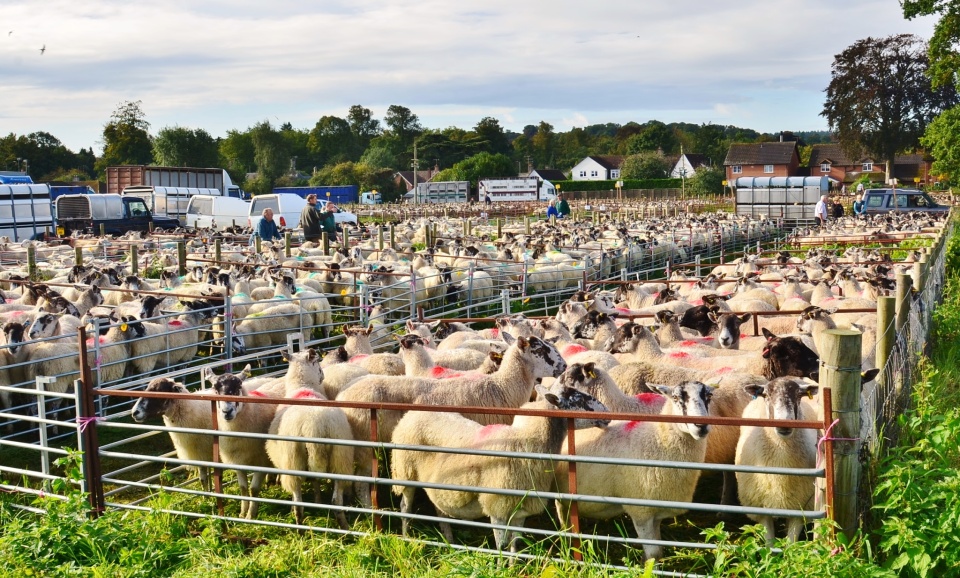 Lots and Lots of Sheep. | Sketchphoto | Blipfoto
