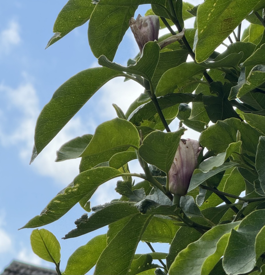 MAGNOLIA | sunflower | Blipfoto