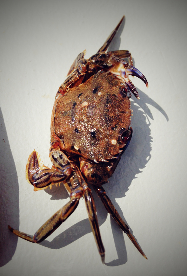 Devil Crab | eternal | Blipfoto