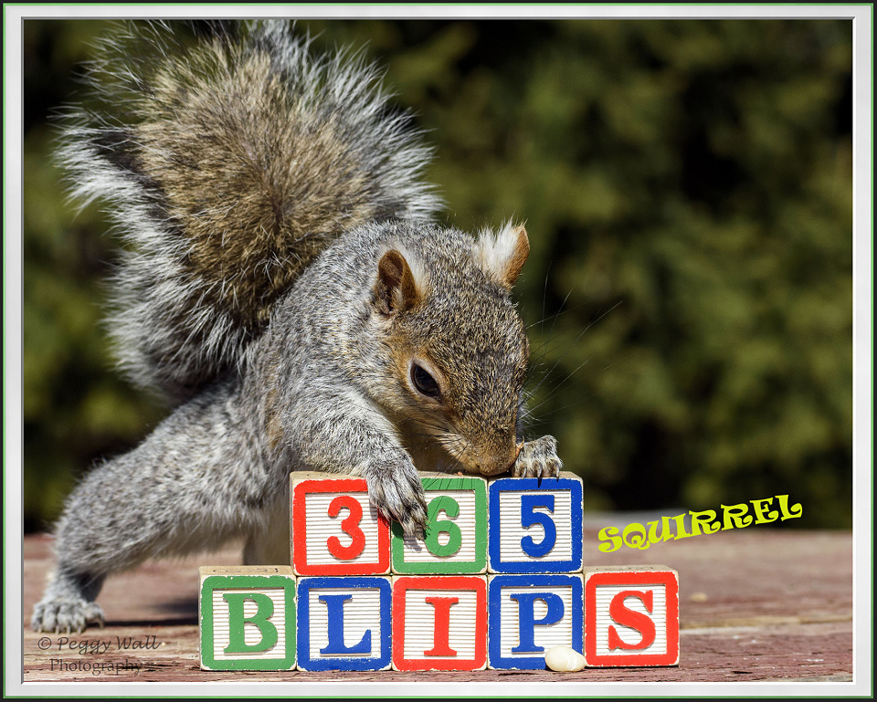 Silly Saturday .... | SquirrelsEtc | Blipfoto
