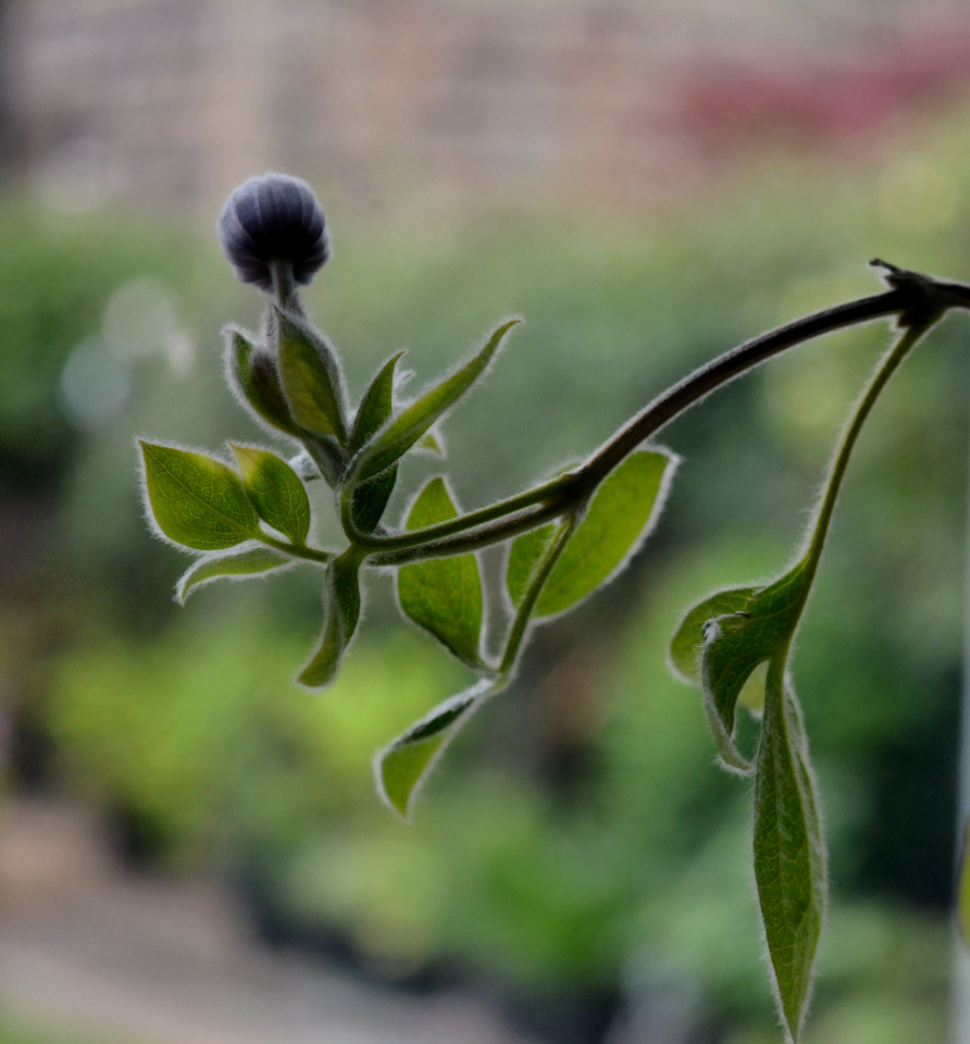 Sill Life | mambo | Blipfoto