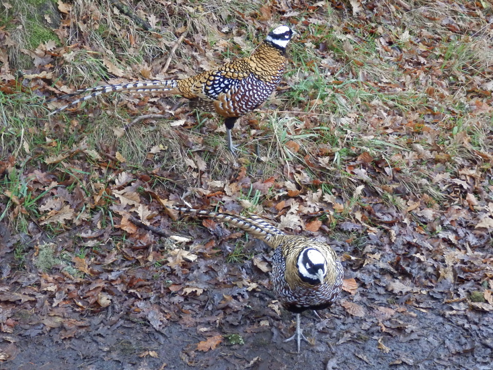 Lady Amhurst Pheasants | Exlivet | Blipfoto
