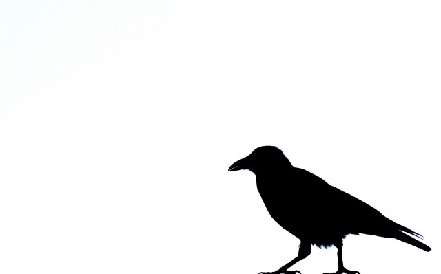 crow shadow puppets | McDawg | Blipfoto