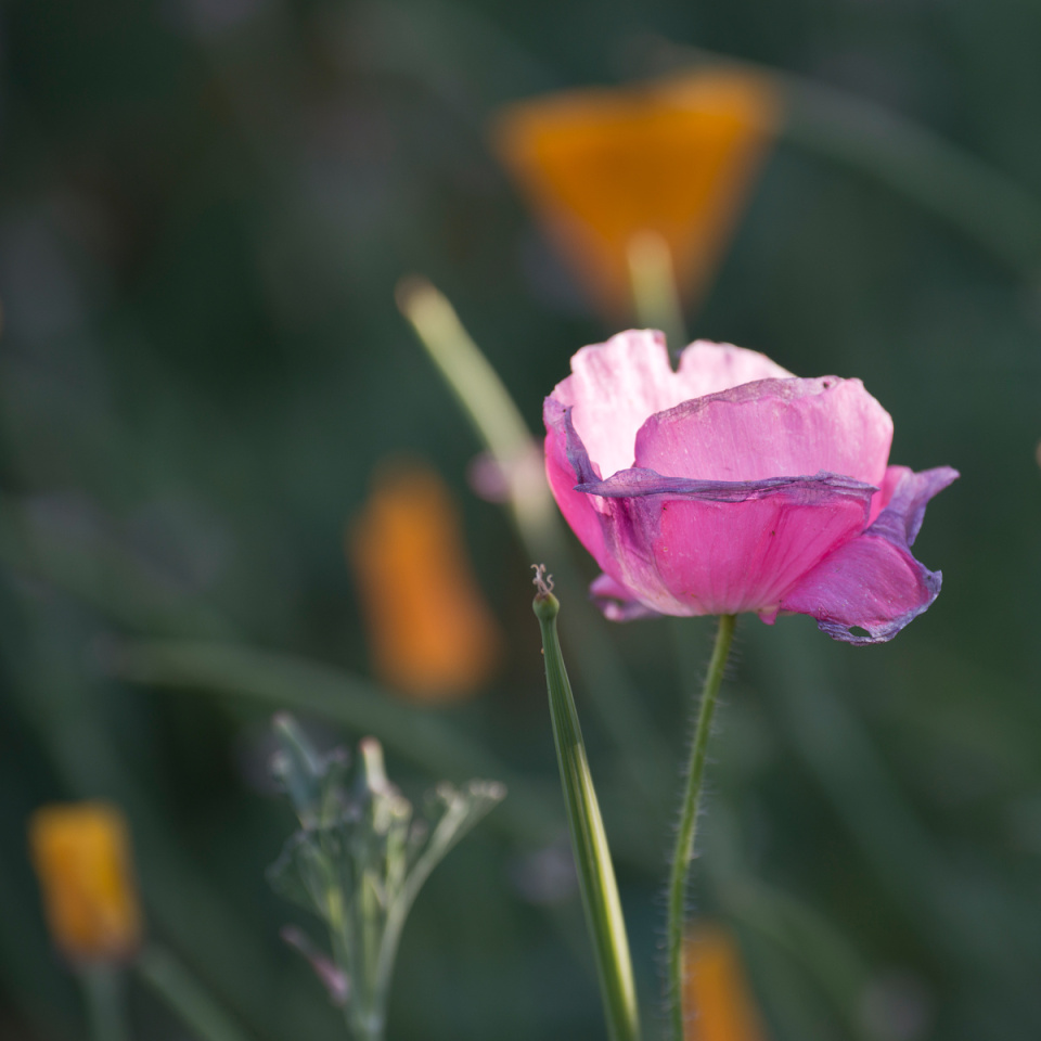 A Poppy of a Different Color | rwsphotography | Blipfoto