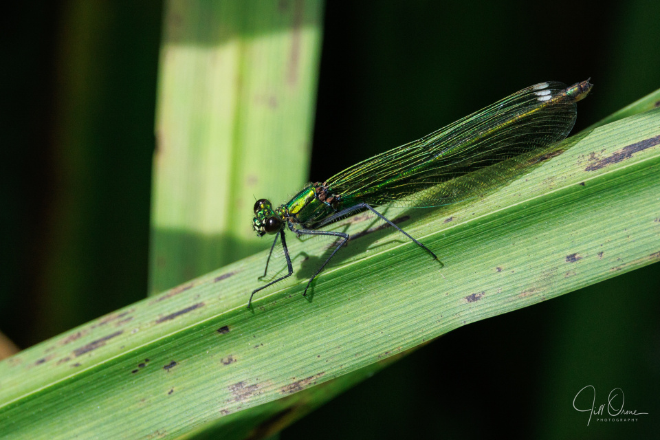 Verdant | JDO | Blipfoto