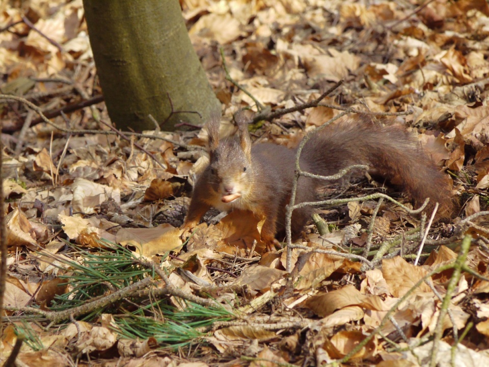 Native Squirrel. | john39 | Blipfoto