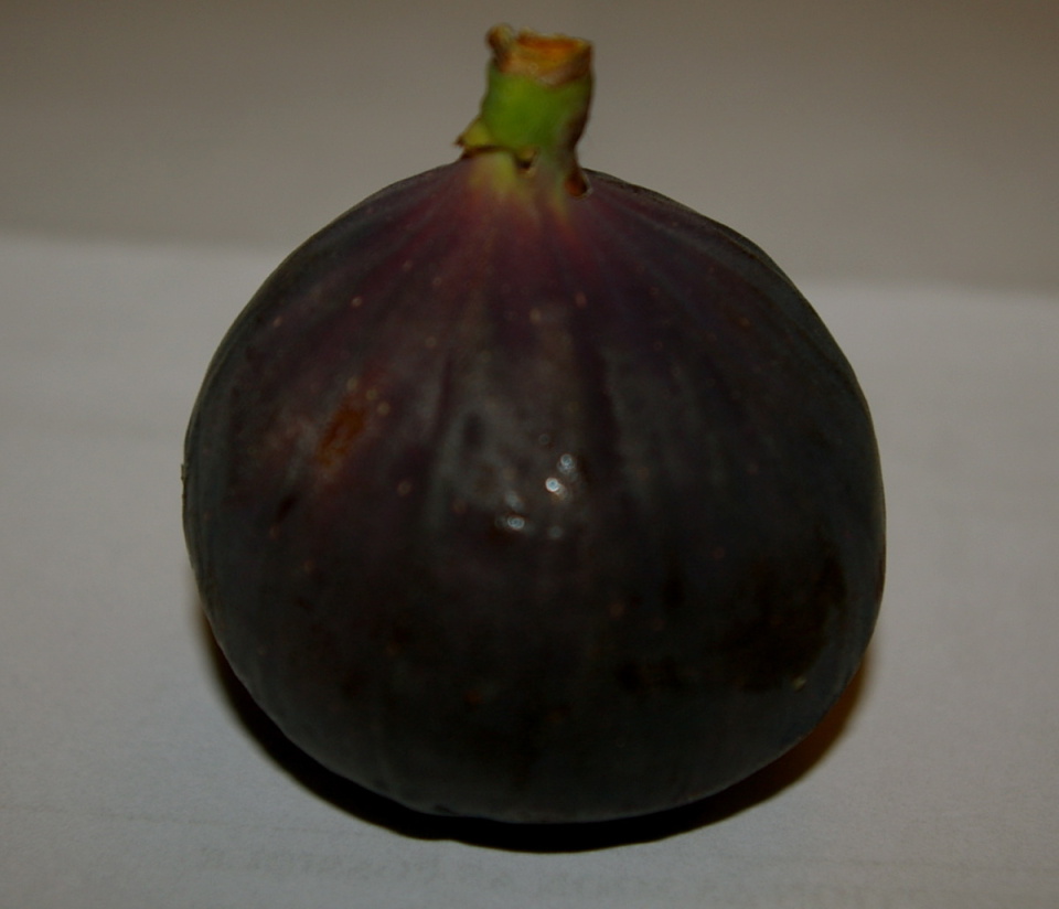 Giving a fig | eternal | Blipfoto