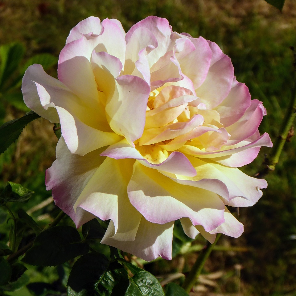 Rose | Kate64 | Blipfoto