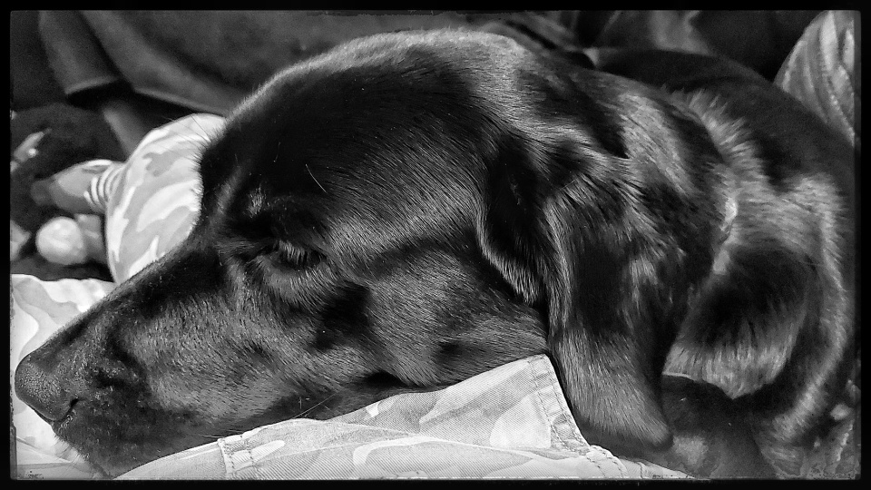 Stressful week | snapper | Blipfoto