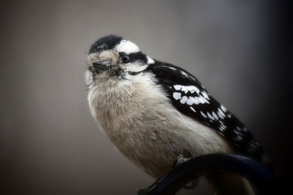 Downy face | Eej | Blipfoto