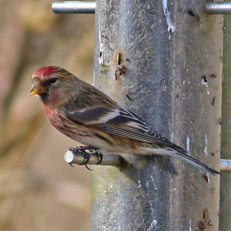 Lesser Redpoll | RedCoatedBirder | Blipfoto