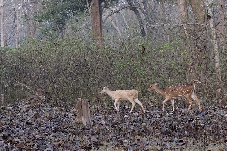 Albino Spotted Red Deer | Terrifo | Blipfoto