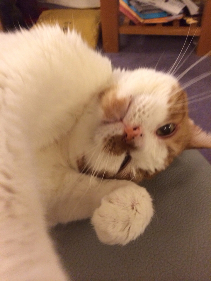 More Soppy cat | squiffy | Blipfoto