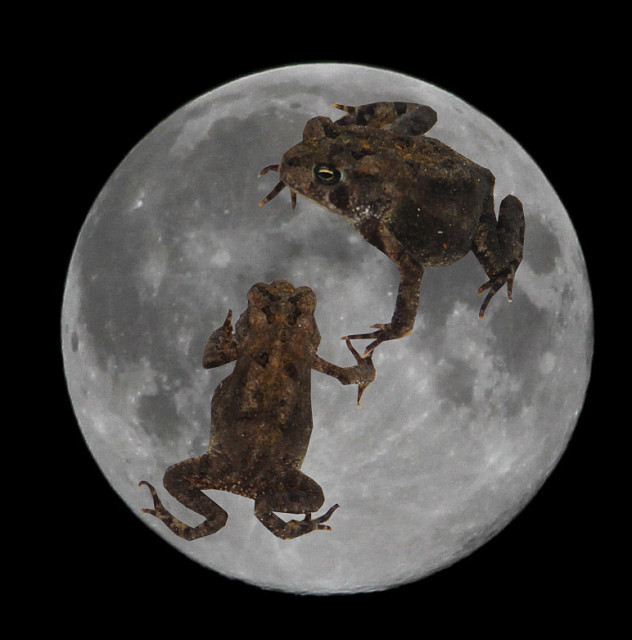 The Frog Moon | outdoorguy | Blipfoto