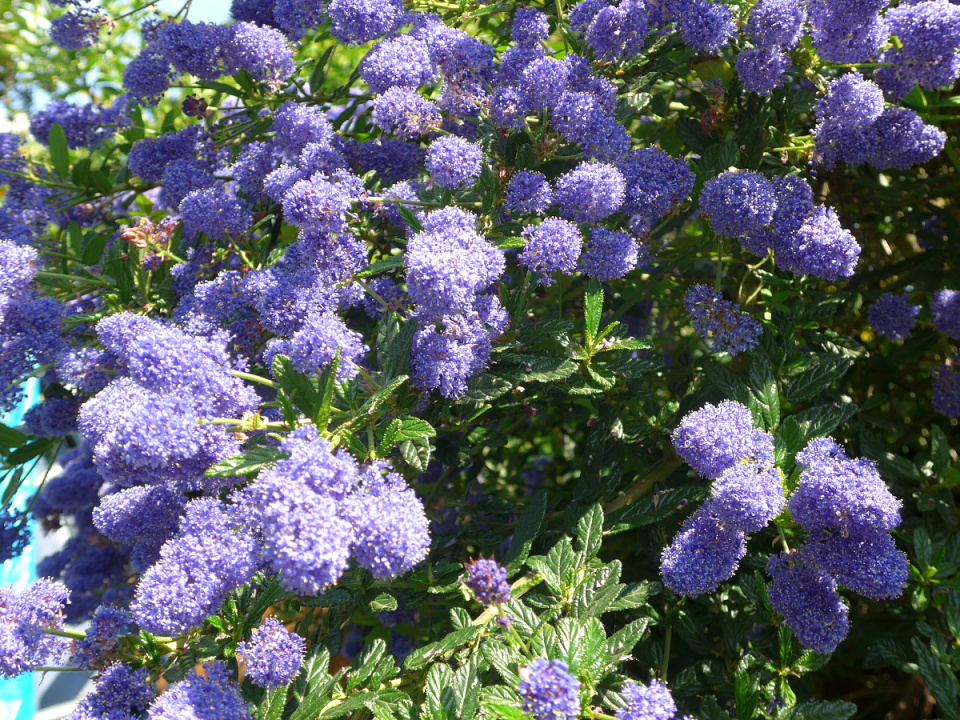 A Pretty Bush | Donaldthehat | Blipfoto