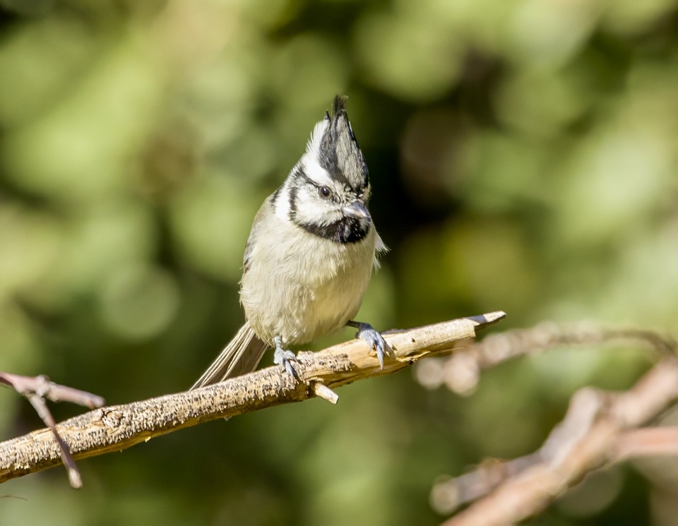 Bridled Titmouse | laurie54 | Blipfoto