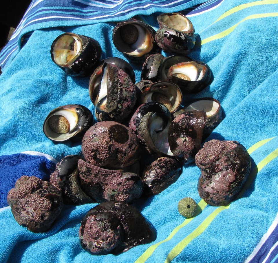 Alikreukel at Franskraal | Humbear | Blipfoto